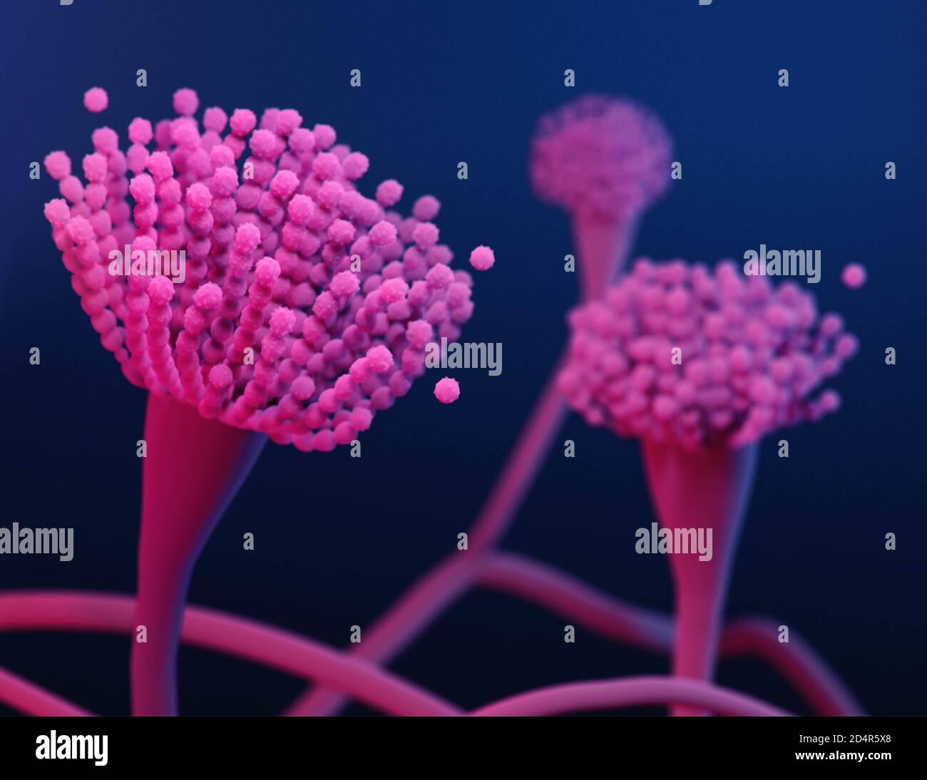 Aspergillus fumigatus micrograph hi-res stock photography and images ...