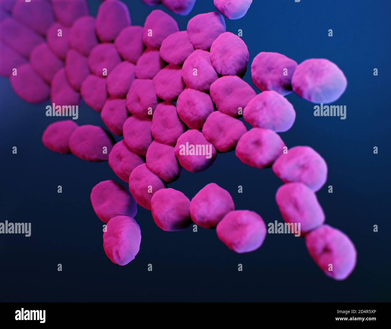 Gram negative acinetobacter hi-res stock photography and images - Alamy Gram negative acinetobacter hi-res stock photography and images - Alamy