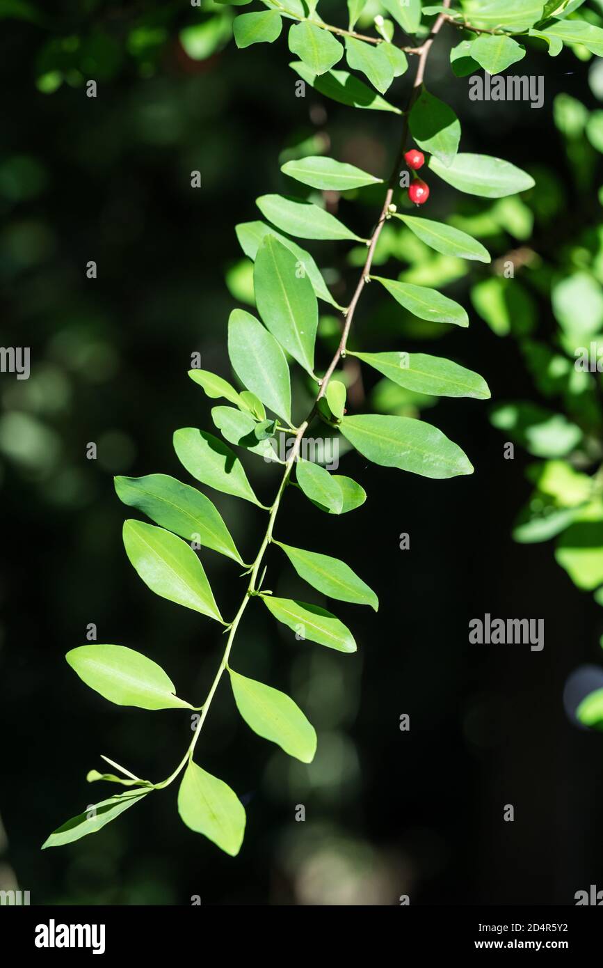 Coca plant hi-res stock photography and images - Alamy