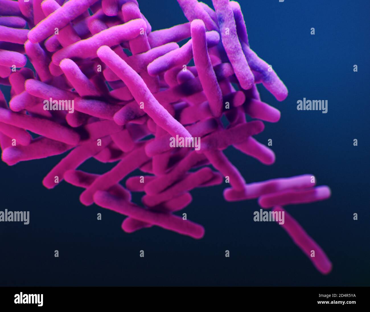 Mycobacterium tuberculosis bacteria hi-res stock photography and images - Alamy