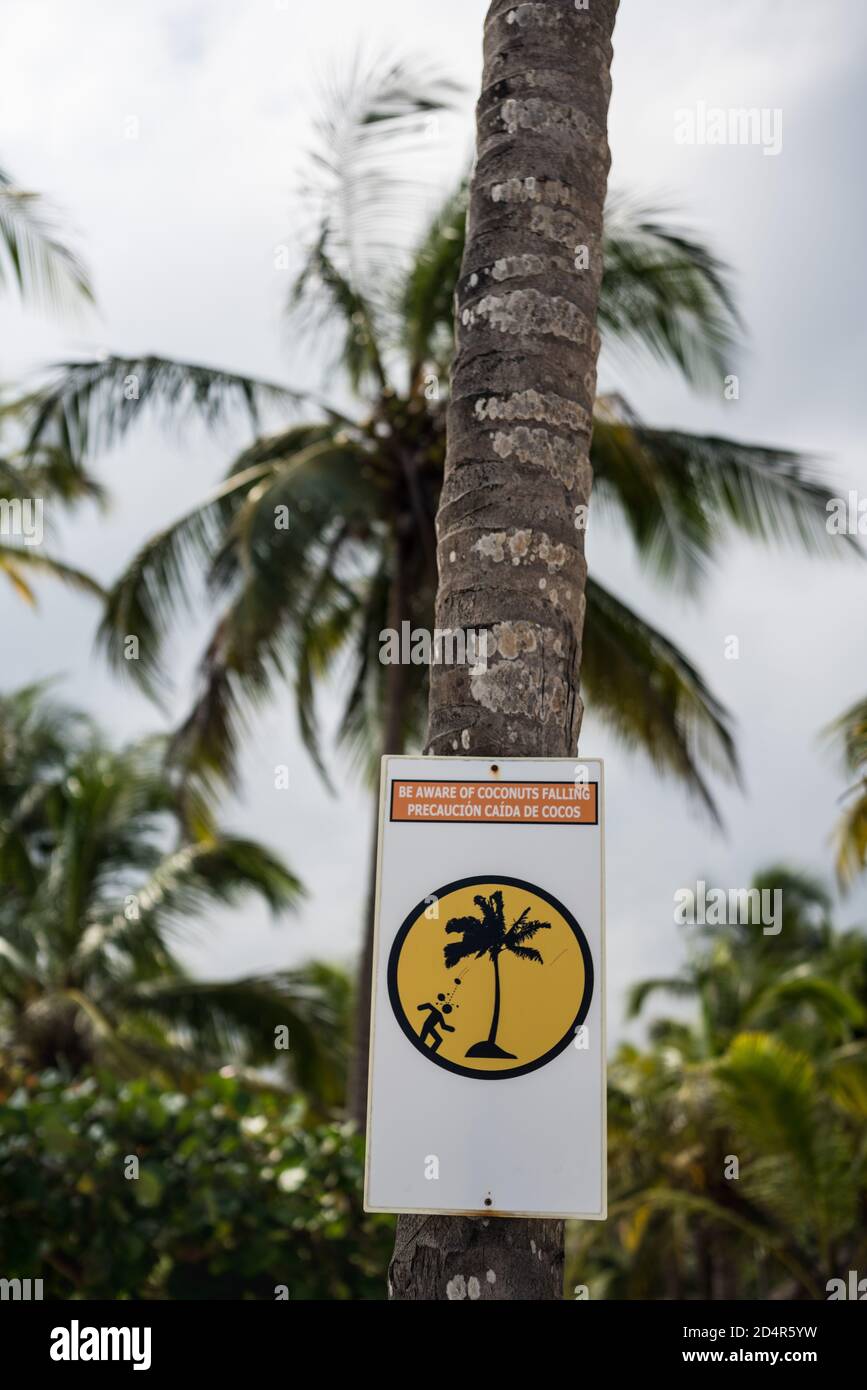 Sign indicating a risk of falling coconut Stock Photo - Alamy