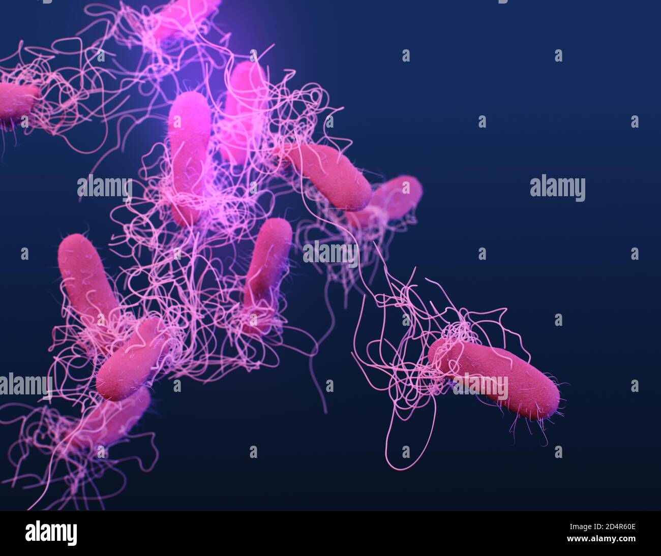 Salmonella typhi hi-res stock photography and images - Alamy