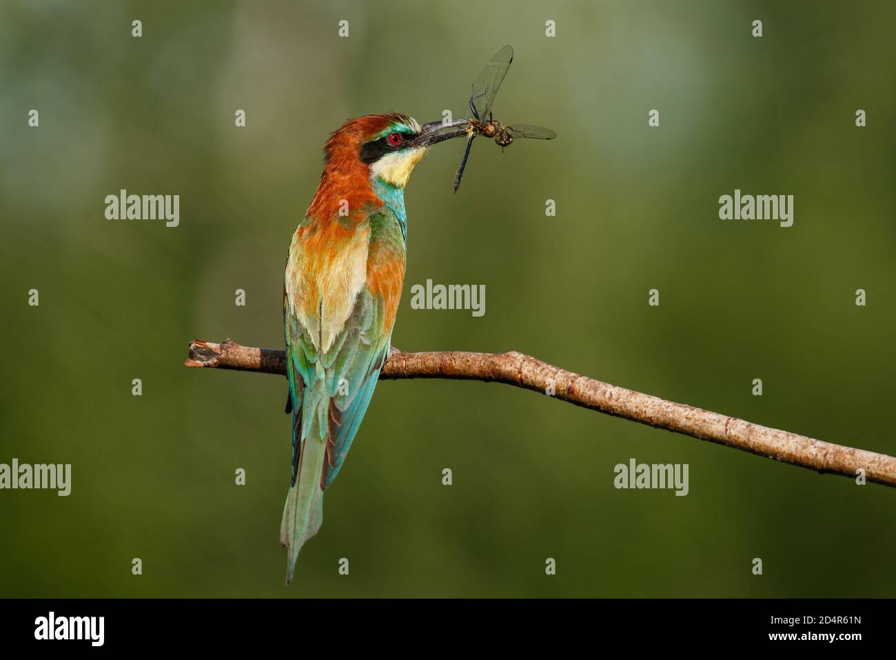 European bee-eater, Merops apiaster. The most colorful bird of Eurasia ...