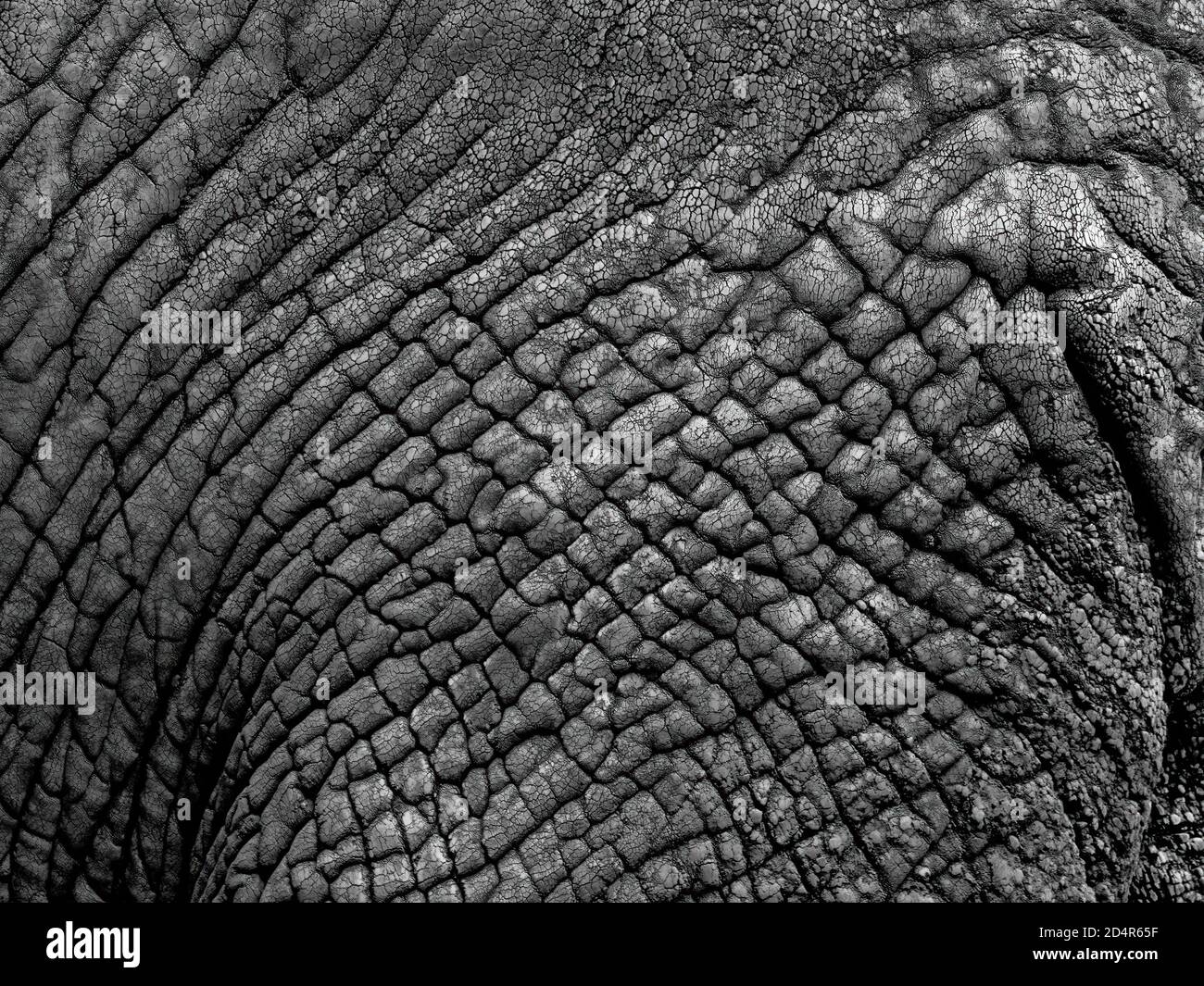 Closeup shot of an elephant skin Stock Photo - Alamy