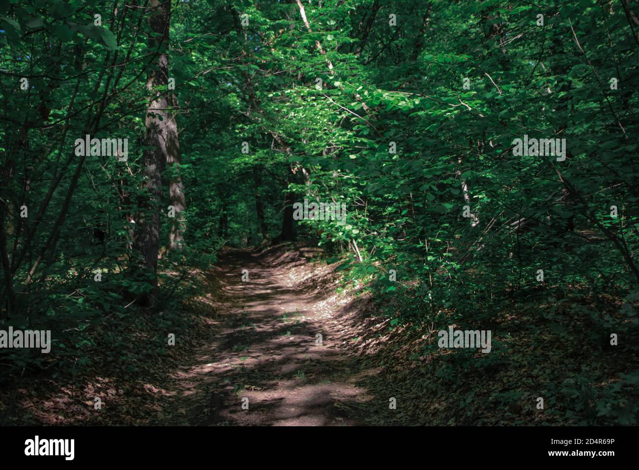 A light road in a forest. An entrance in the green forest with shadows ...