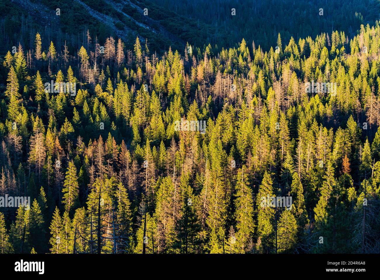 Coniferous forest, Yosemete Park California, United States Stock Photo ...