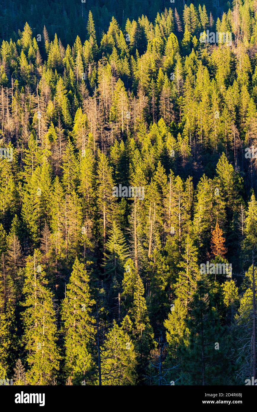 Coniferous forest, Yosemete Park California, United States Stock Photo ...