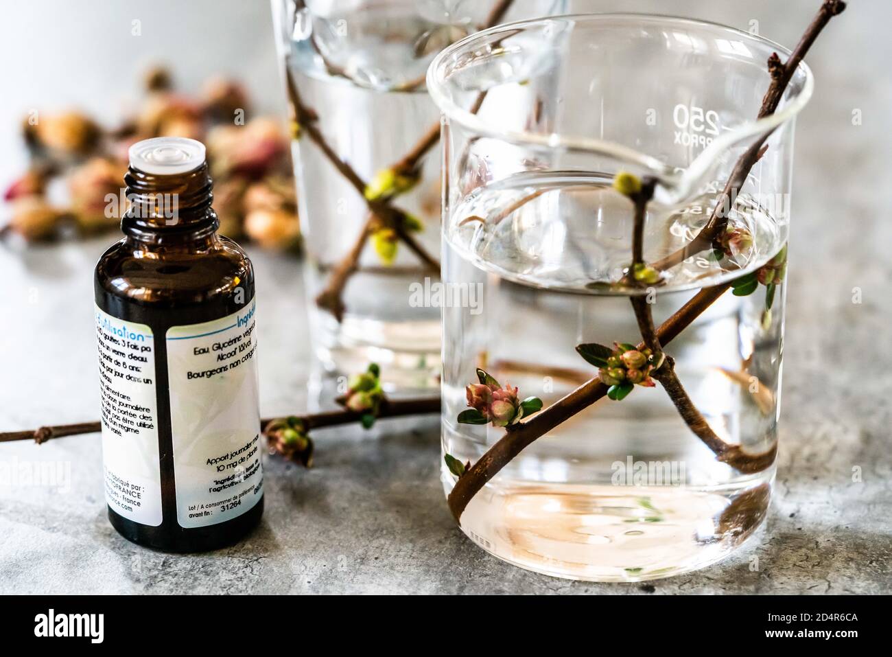 Gemmotherapy, use of buds in phytotherapy Stock Photo - Alamy