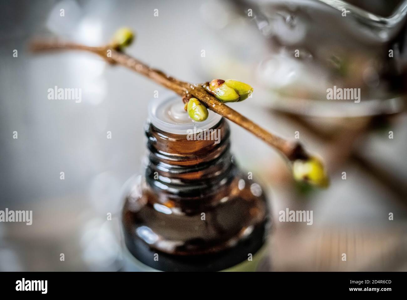 Gemmotherapy, use of buds in phytotherapy Stock Photo - Alamy