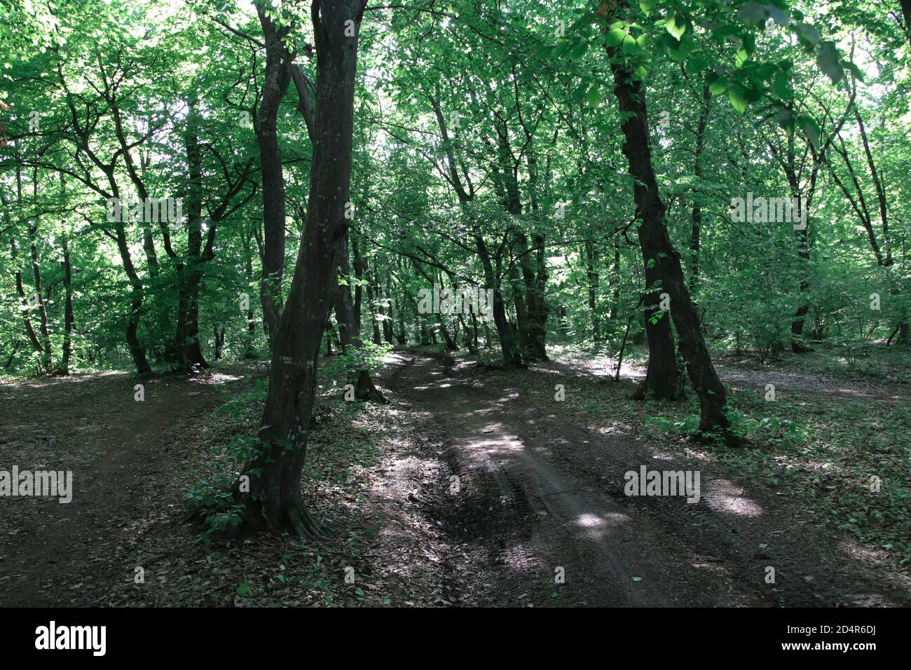 Scenic forest of fresh green deciduous trees during summer time Stock ...