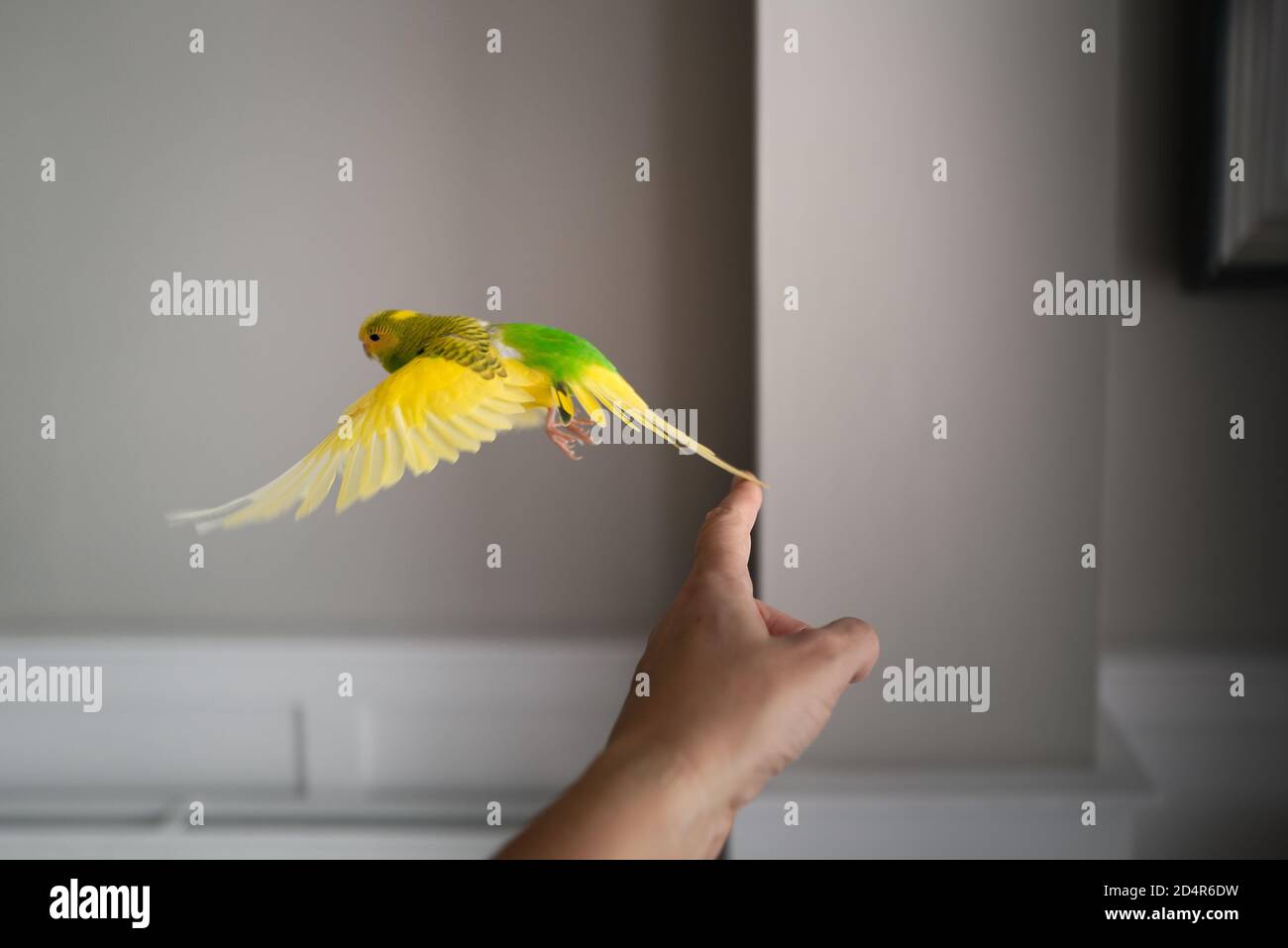 Budgerigar parakeet taking off and flying from a human hand and finger ...