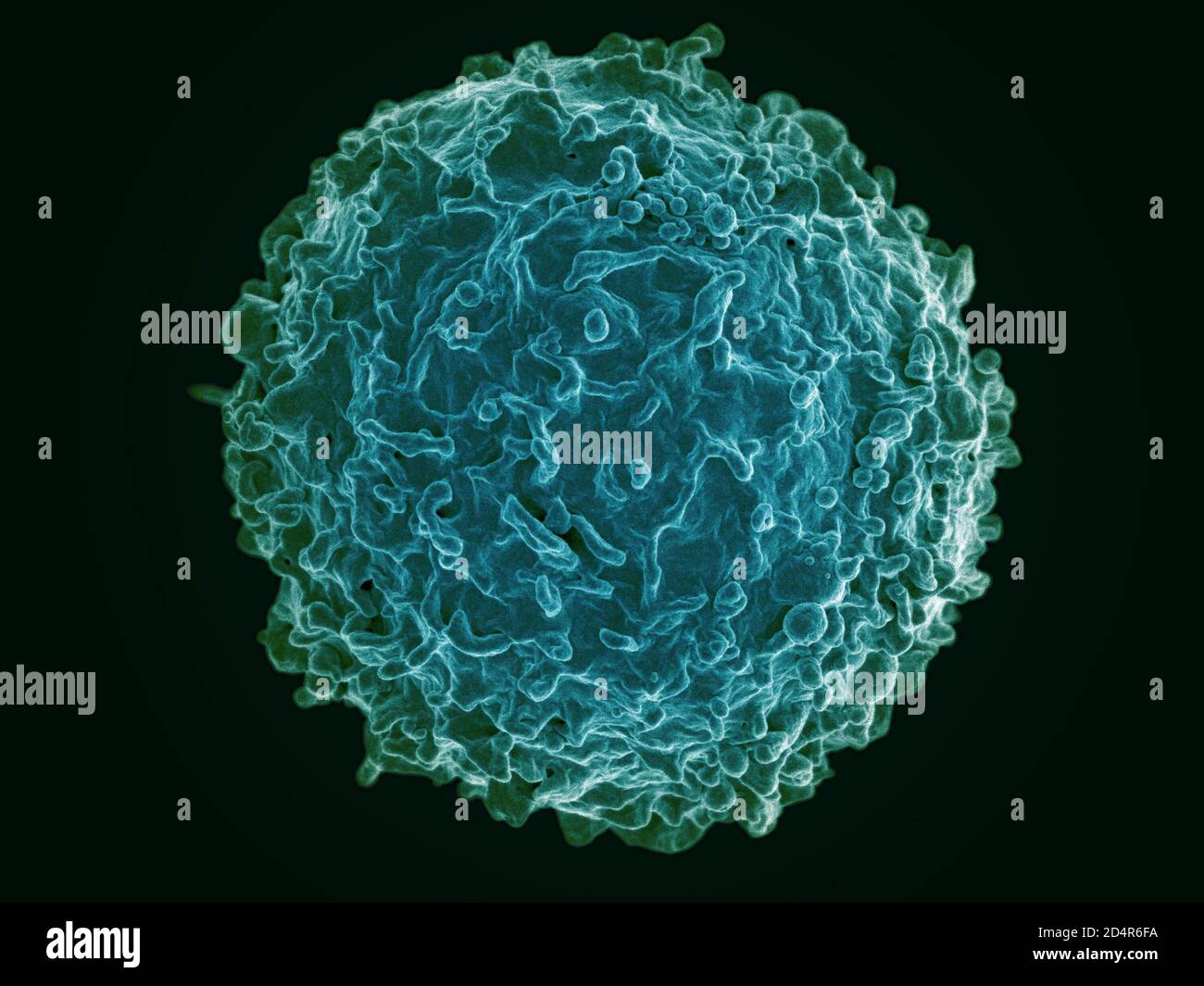 Electron microscopy human cell hi-res stock photography and images - Alamy