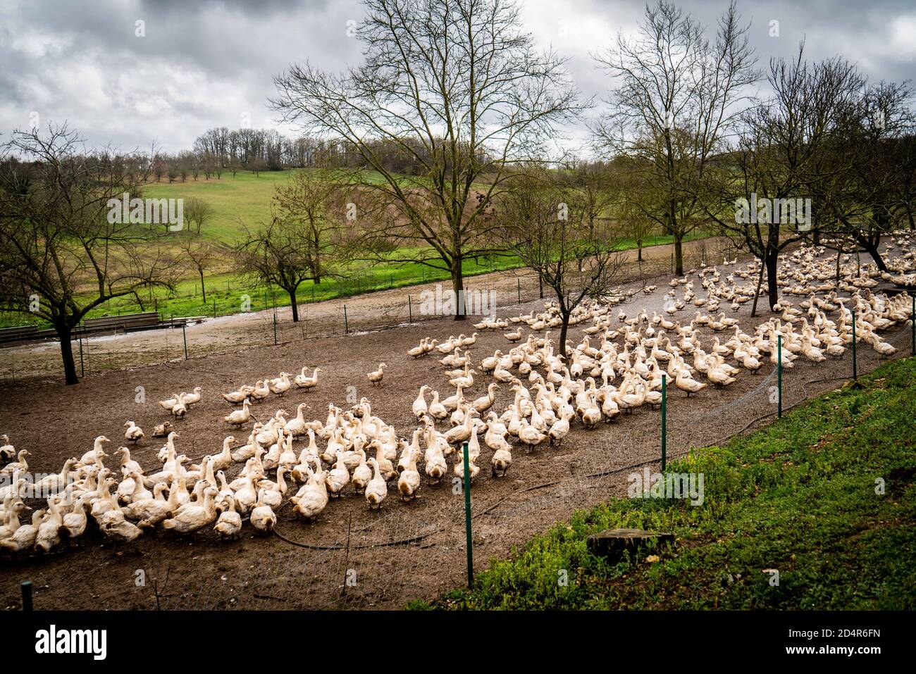Duck breeding, Dordogne, France Stock Photo - Alamy