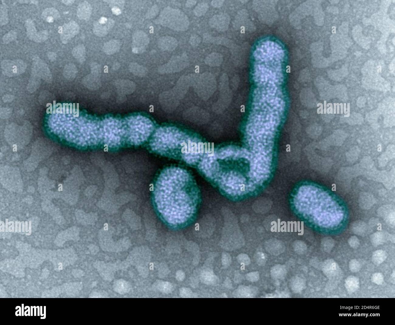 H1n1 swine flu virus particles hi-res stock photography and images - Alamy