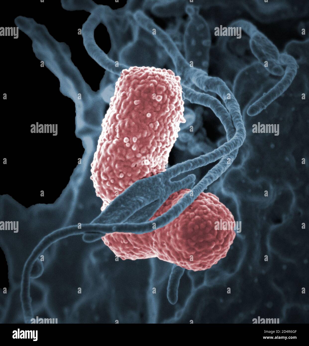 Klebsiella pneumoniae Bacteria A human neutrophil interacting with ...