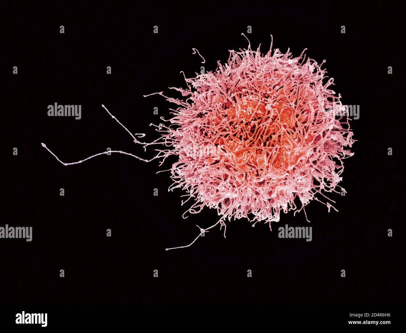 Natural killer cell hi-res stock photography and images - Alamy
