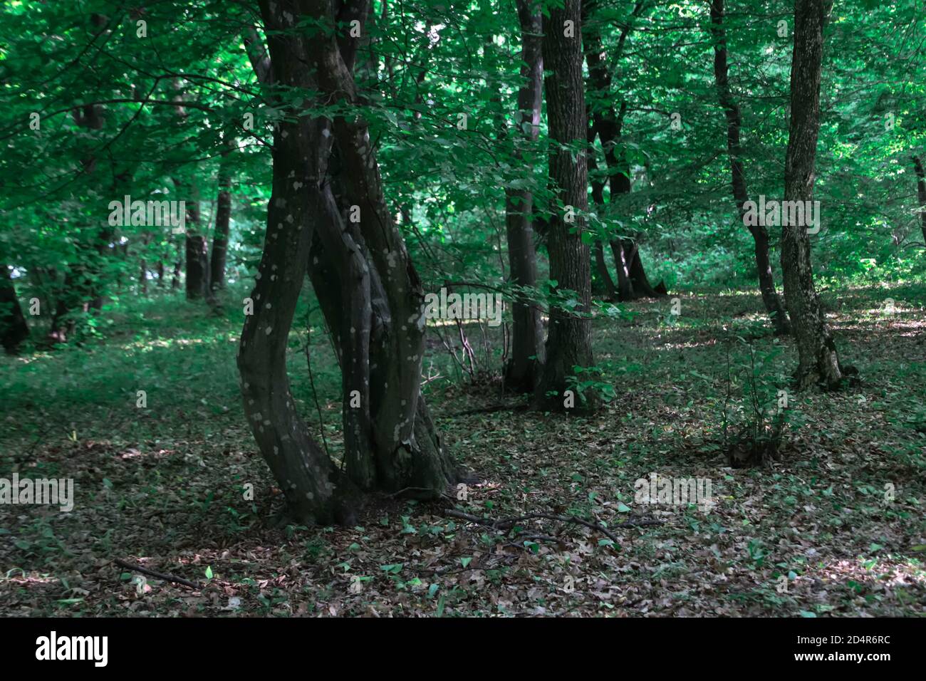 Mystery forest with different crooked trees. Second most haunted forest ...