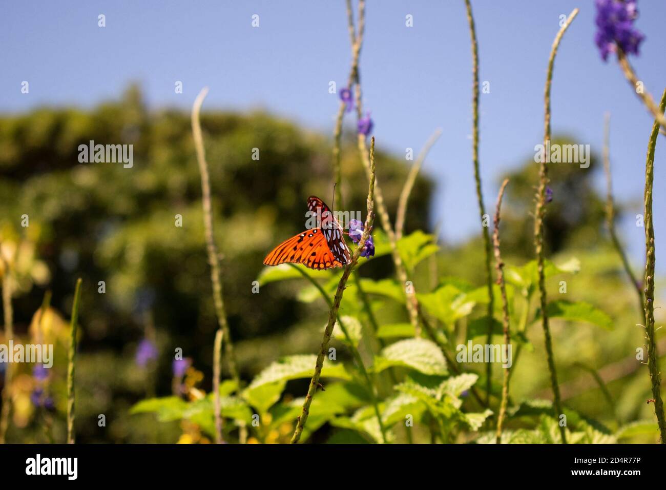 colorful butterfly in the garden flying around Stock Photo - Alamy