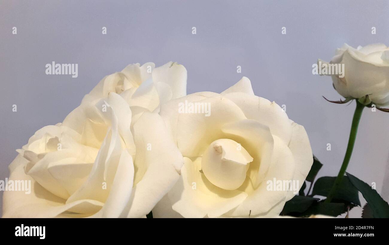 White roses background hi-res stock photography and images - Alamy