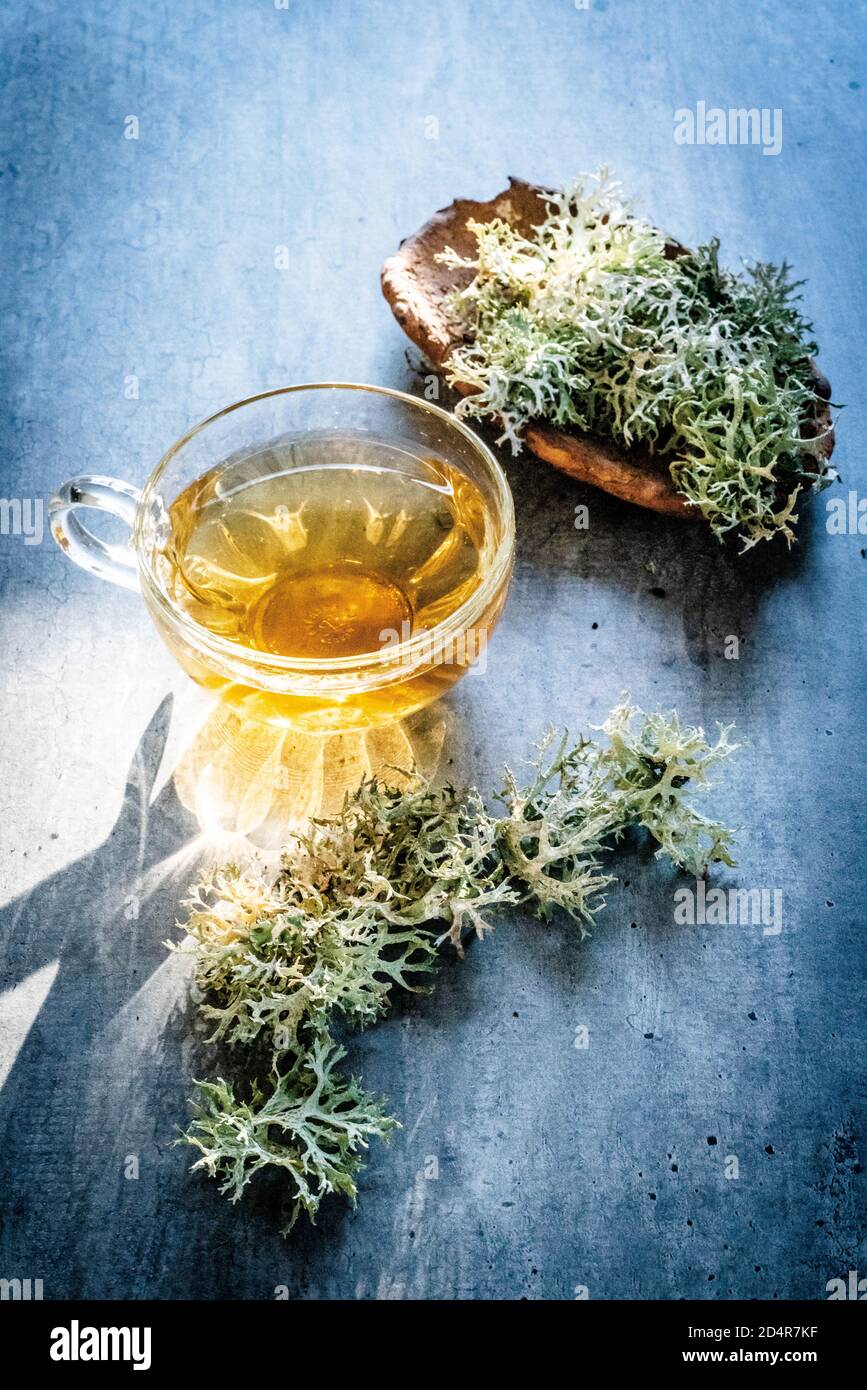 Lichen herbal tea Stock Photo - Alamy