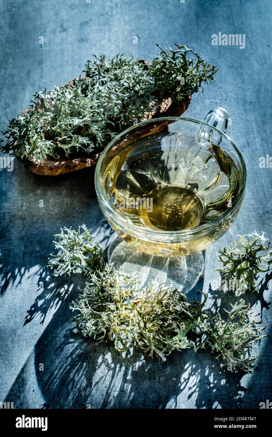 Lichen herbal tea Stock Photo - Alamy