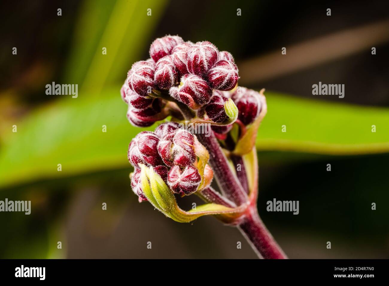 Clematis buds hi-res stock photography and images - Alamy