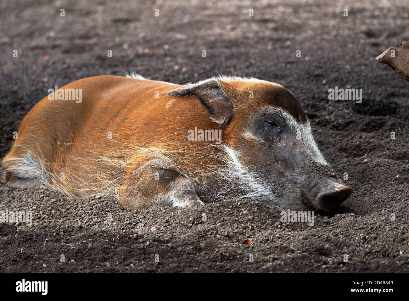 Hog dog hi-res stock photography and images - Alamy