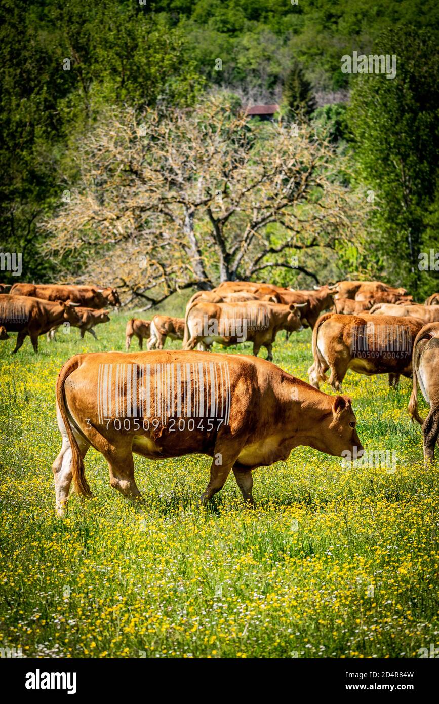 Conceptual image of domesticated cows (Bos primigenius) in field marked ...