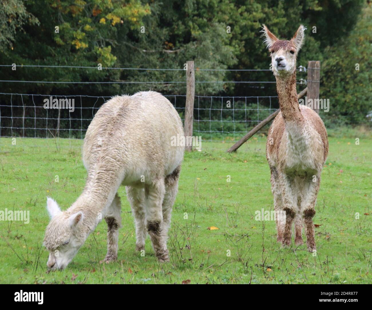 A pair of alpacas seen grazing despite the pouring rain.A group of ...