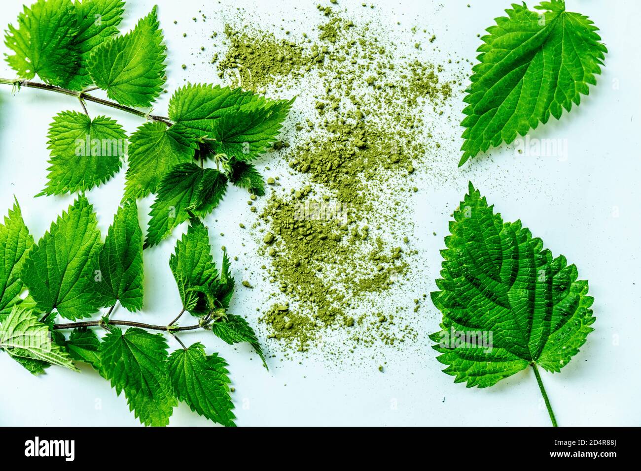 Stinging nettle (Urtica dioica), plant covered with stinging hairs ...