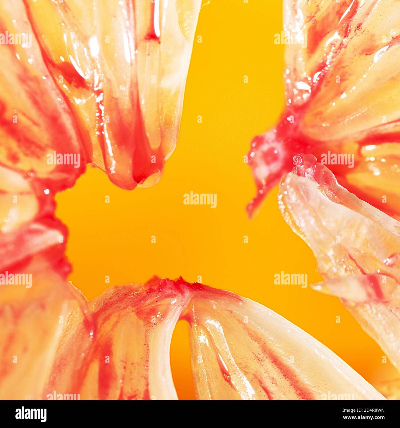 Macro photography of a broken lemon painted red with a yellow ...