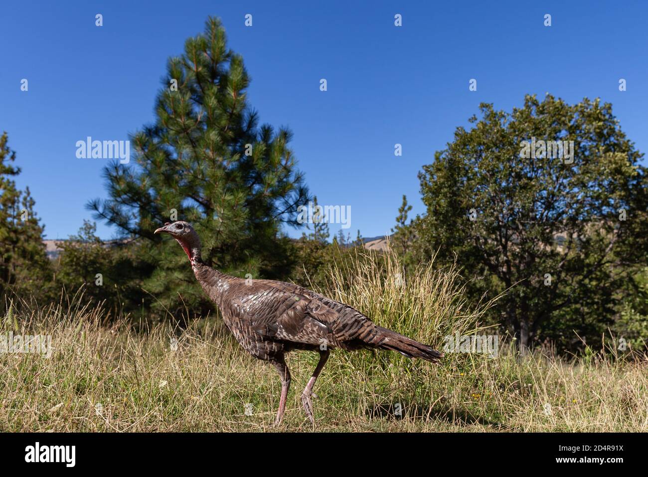 Wild Turkey Walking in the Grass. Oregon, Ashland, Cascade Siskiyou ...