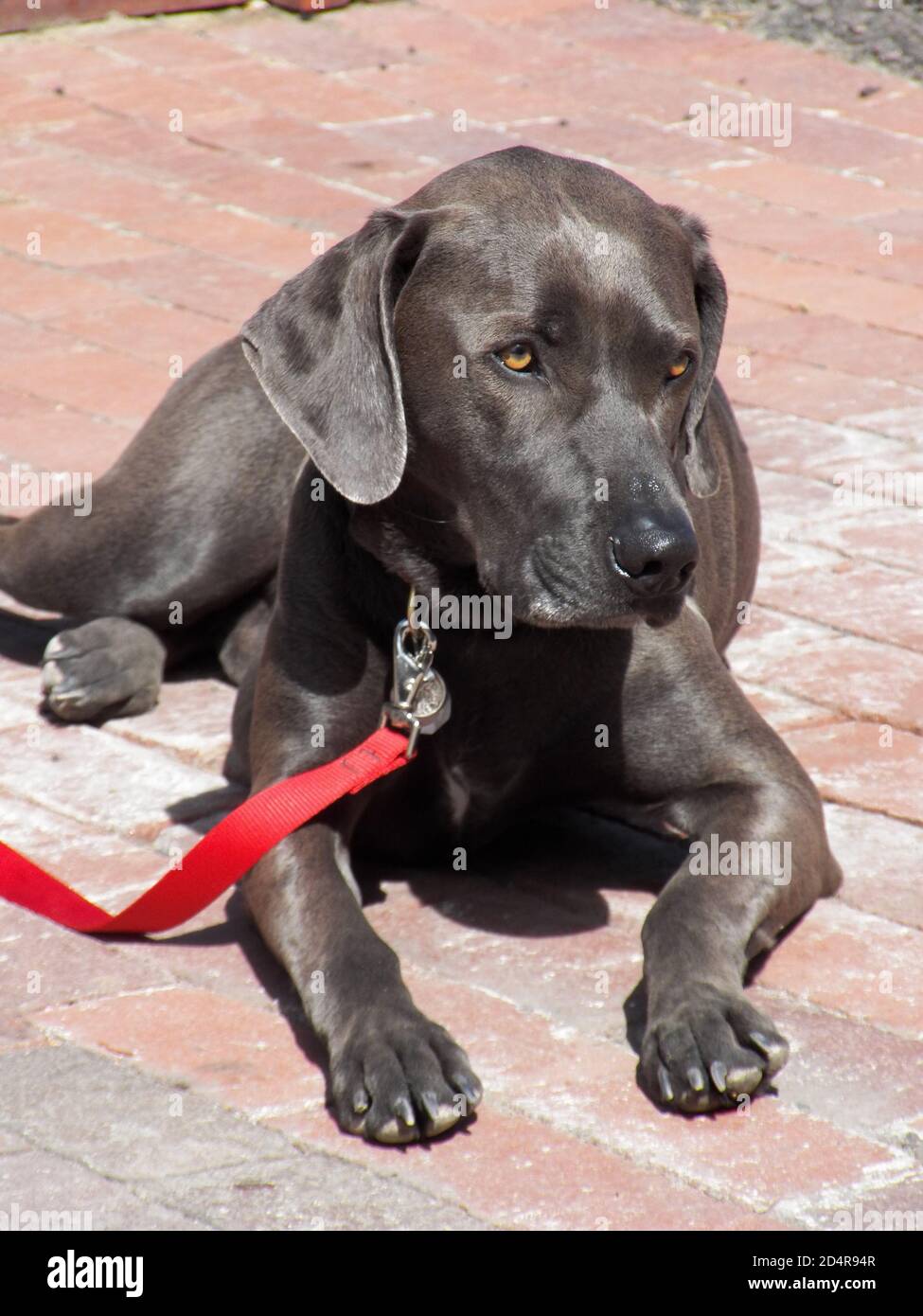 Passive dog hi-res stock photography and images - Alamy