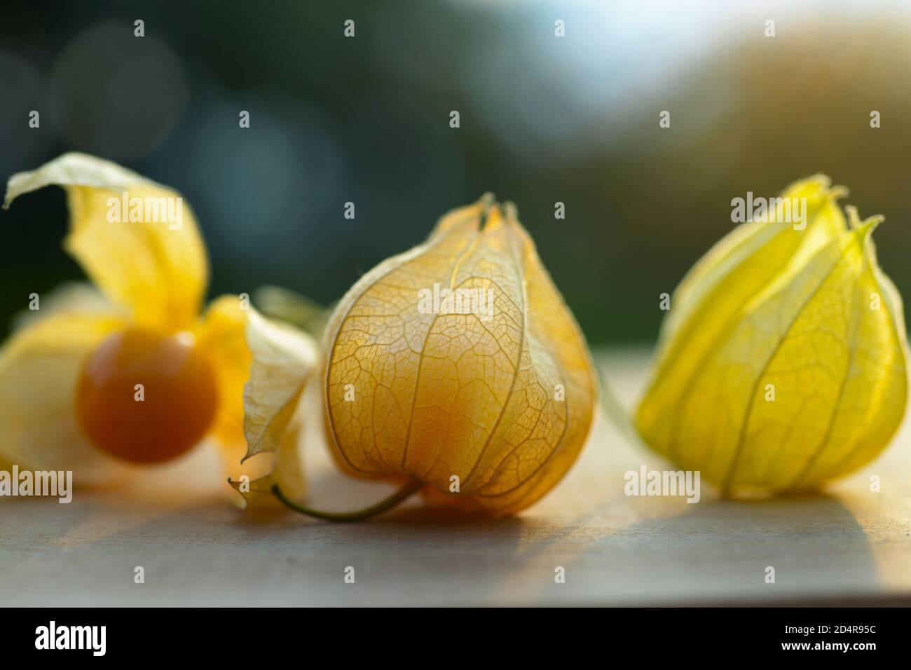 Organic Physalis ground cherry fruit in soft light Stock Photo - Alamy