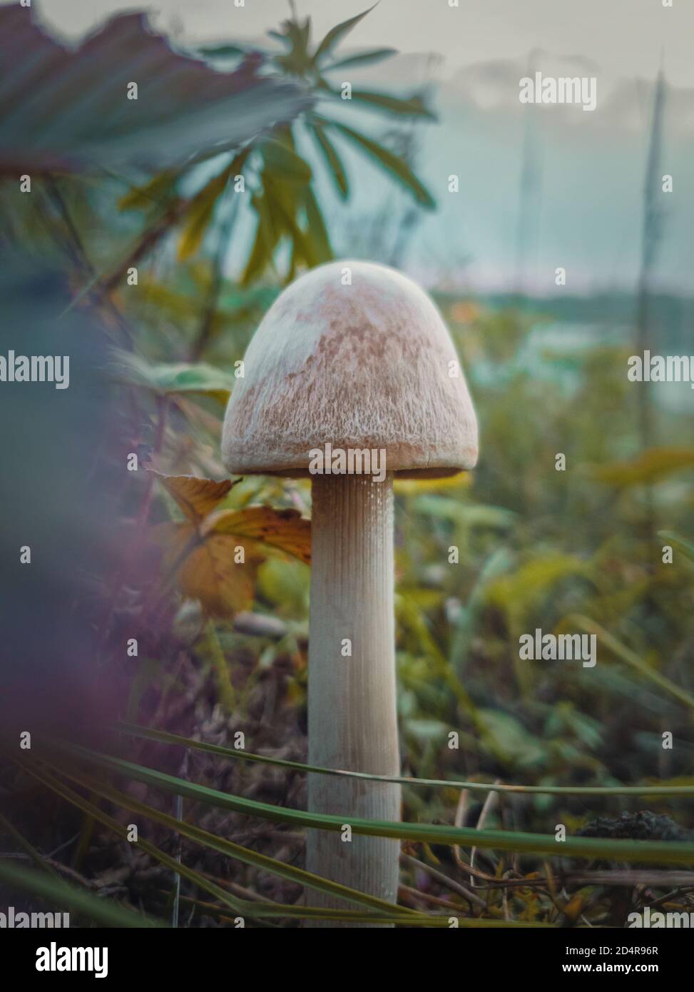 Close up vertical shot of a single wild mushroom growing through ...