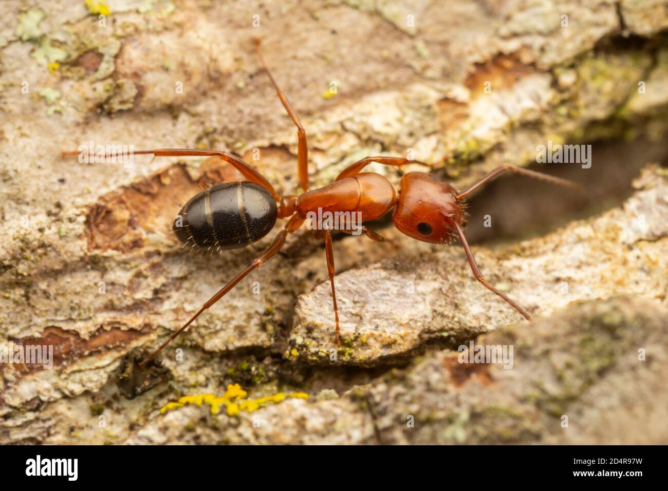 Carpenter Ant (Camponotus discolor Stock Photo - Alamy