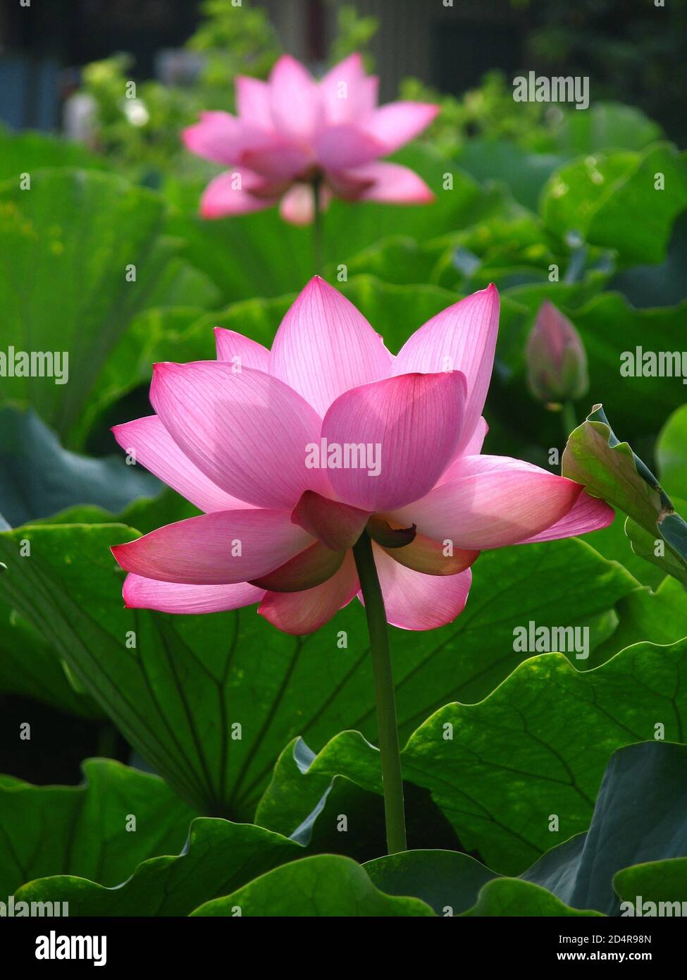 Vertical shot of blooming pink lotus Stock Photo - Alamy