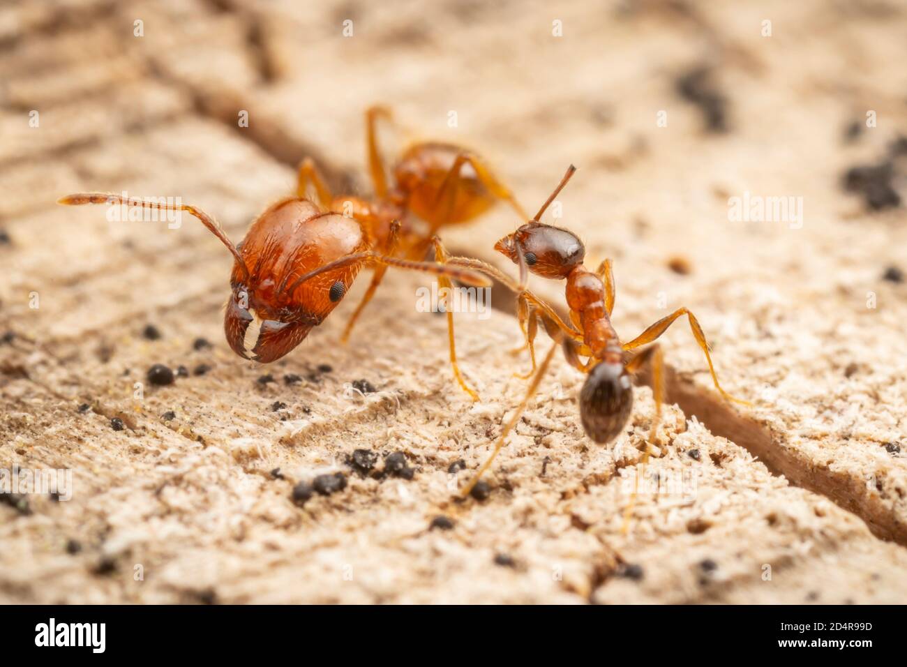 Two Big-headed Ants (Pheidole dentata), a major and a minor worker ...