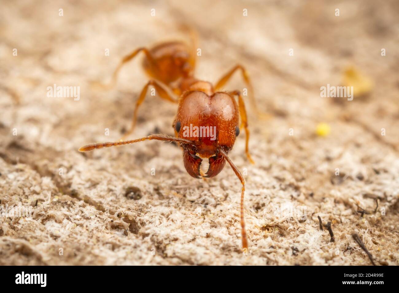 Big-headed Ant (Pheidole dentata), major worker Stock Photo - Alamy