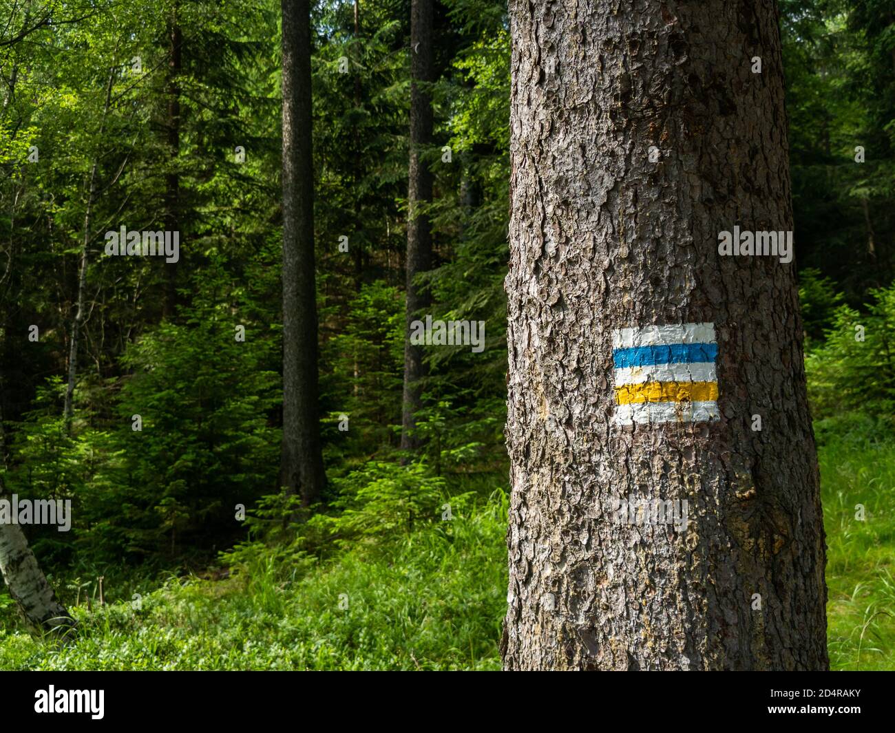 Mountain hiking trail marking on a tree trunk in Karkonosze National ...