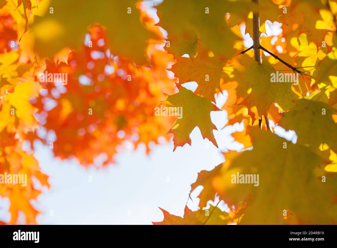 Fall colours sugar maple trees hi-res stock photography and images - Alamy