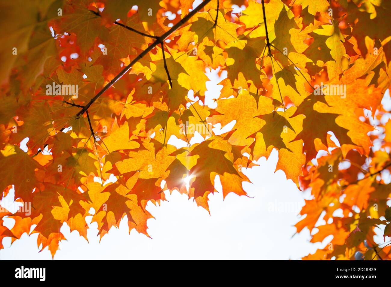 Fall colours sugar maple trees hi-res stock photography and images - Alamy