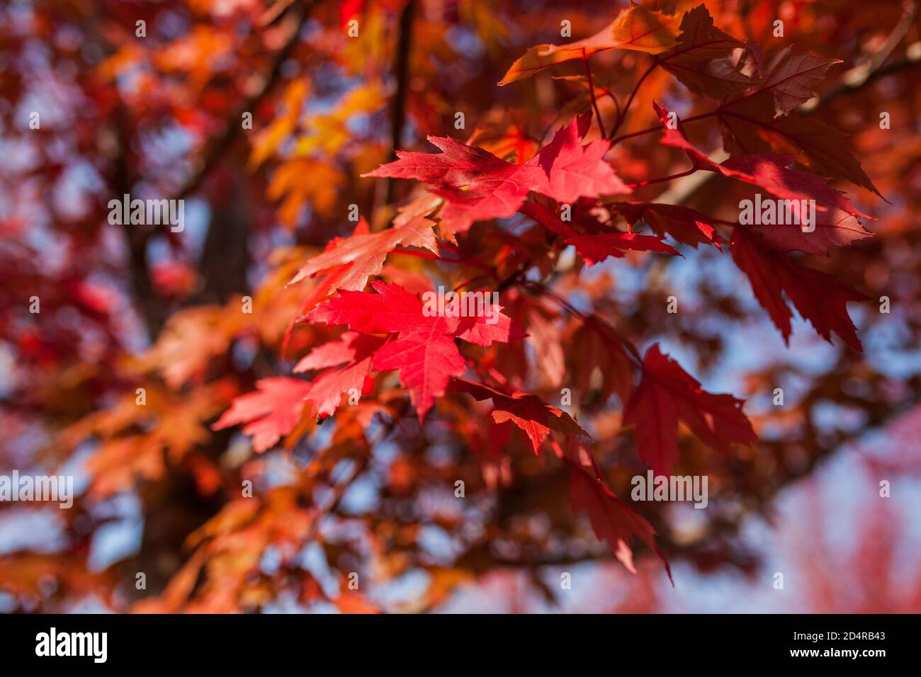 Red maple leaves Stock Photo - Alamy
