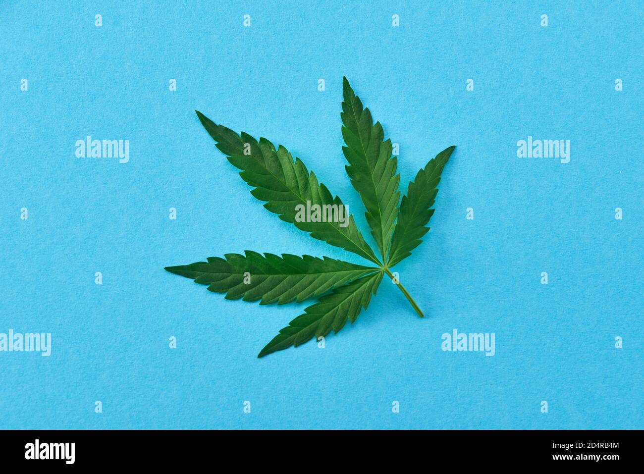 Cannabis leaf on blue hi-res stock photography and images - Alamy