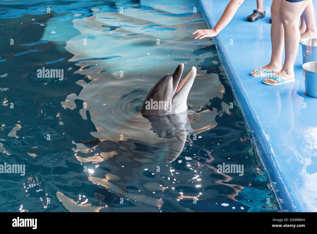 Care, rehabilitation, bathing, diving, games, fun and entertainment ...