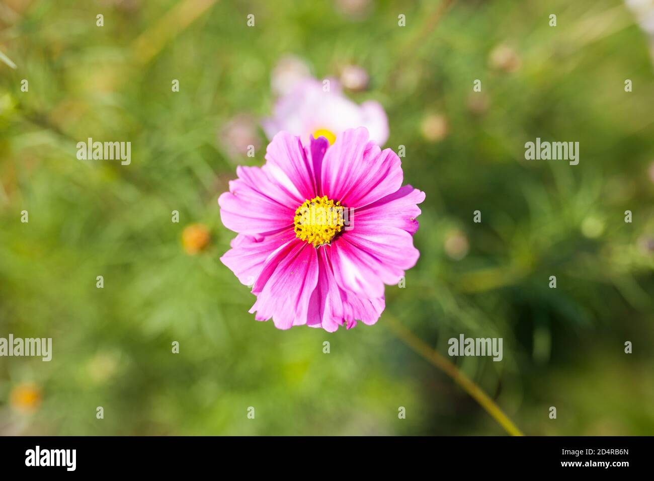 Cosmo plant hi-res stock photography and images - Alamy