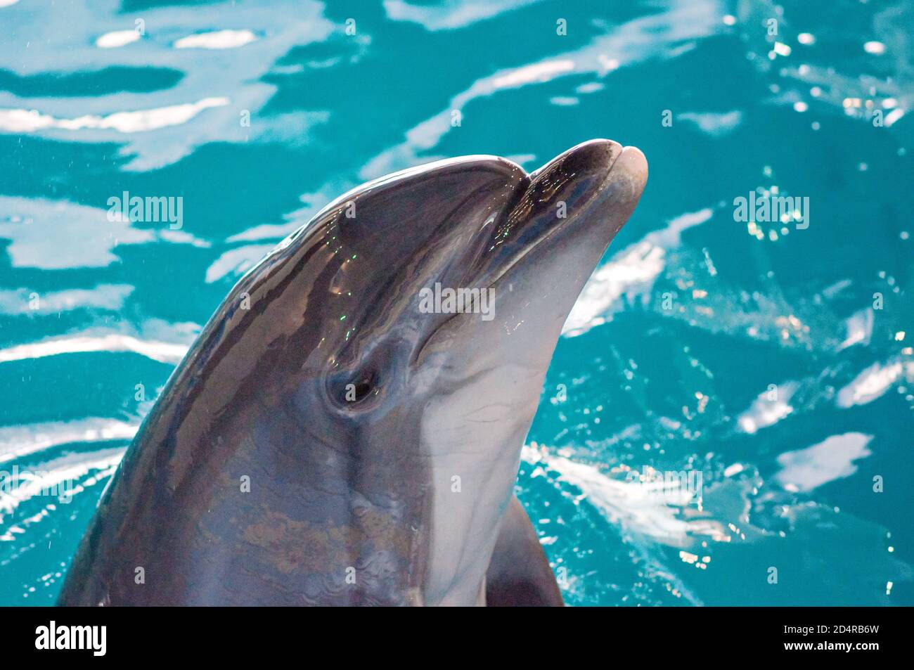 Care, rehabilitation, bathing, diving, games, fun and entertainment ...