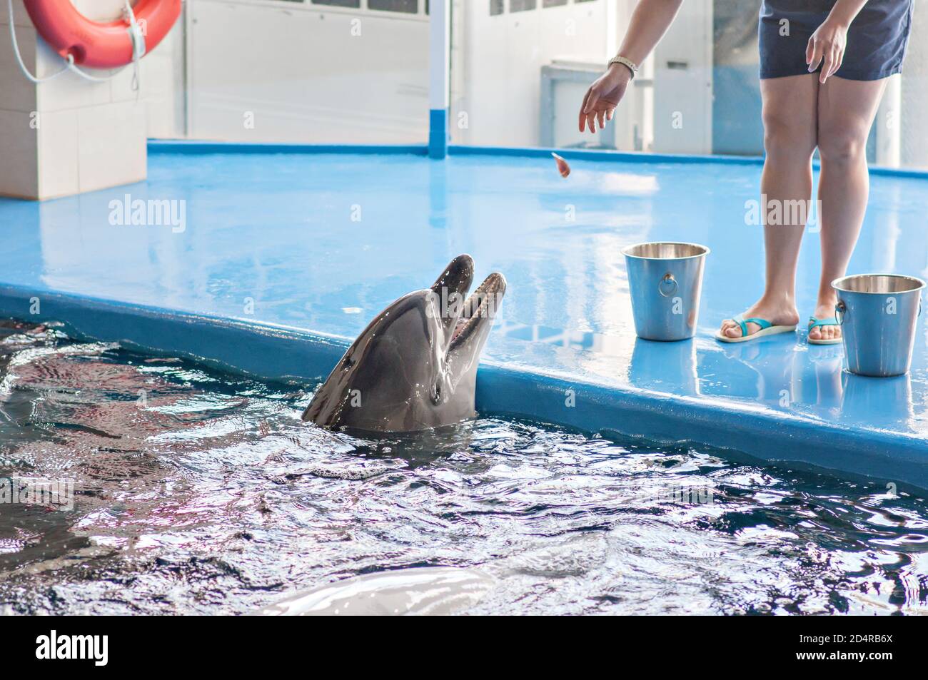 Care, rehabilitation, bathing, diving, games, fun and entertainment ...