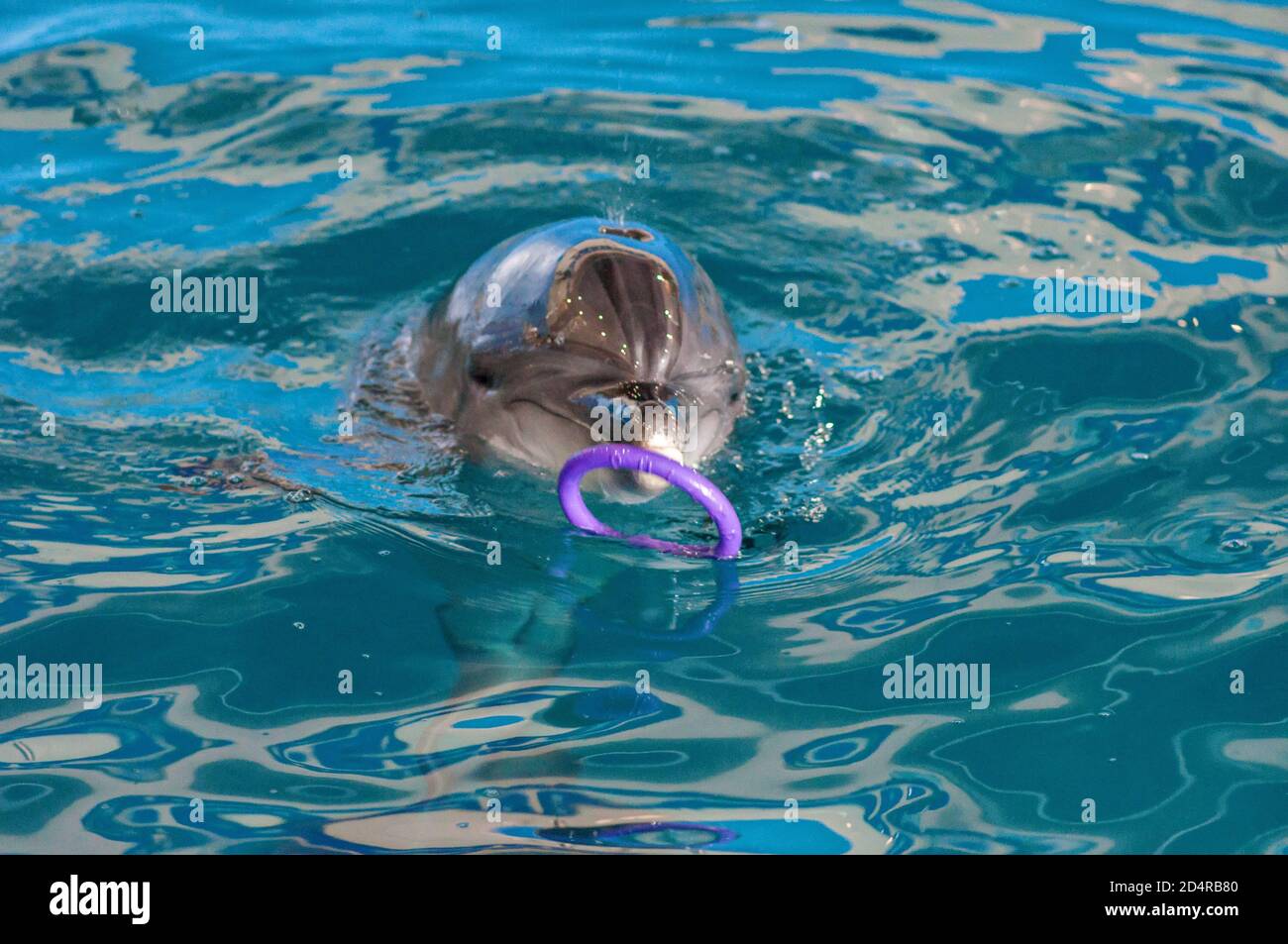 Care, rehabilitation, bathing, diving, games, fun and entertainment ...