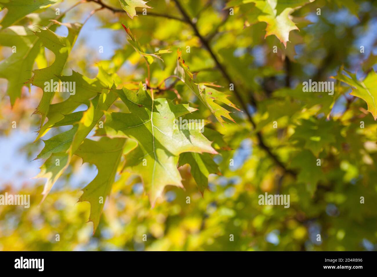 Planta toronto hi-res stock photography and images - Alamy